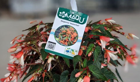 Begonia boliviensis 'Waterfall®' - Maqu® / Plantas del Maresme de calidad